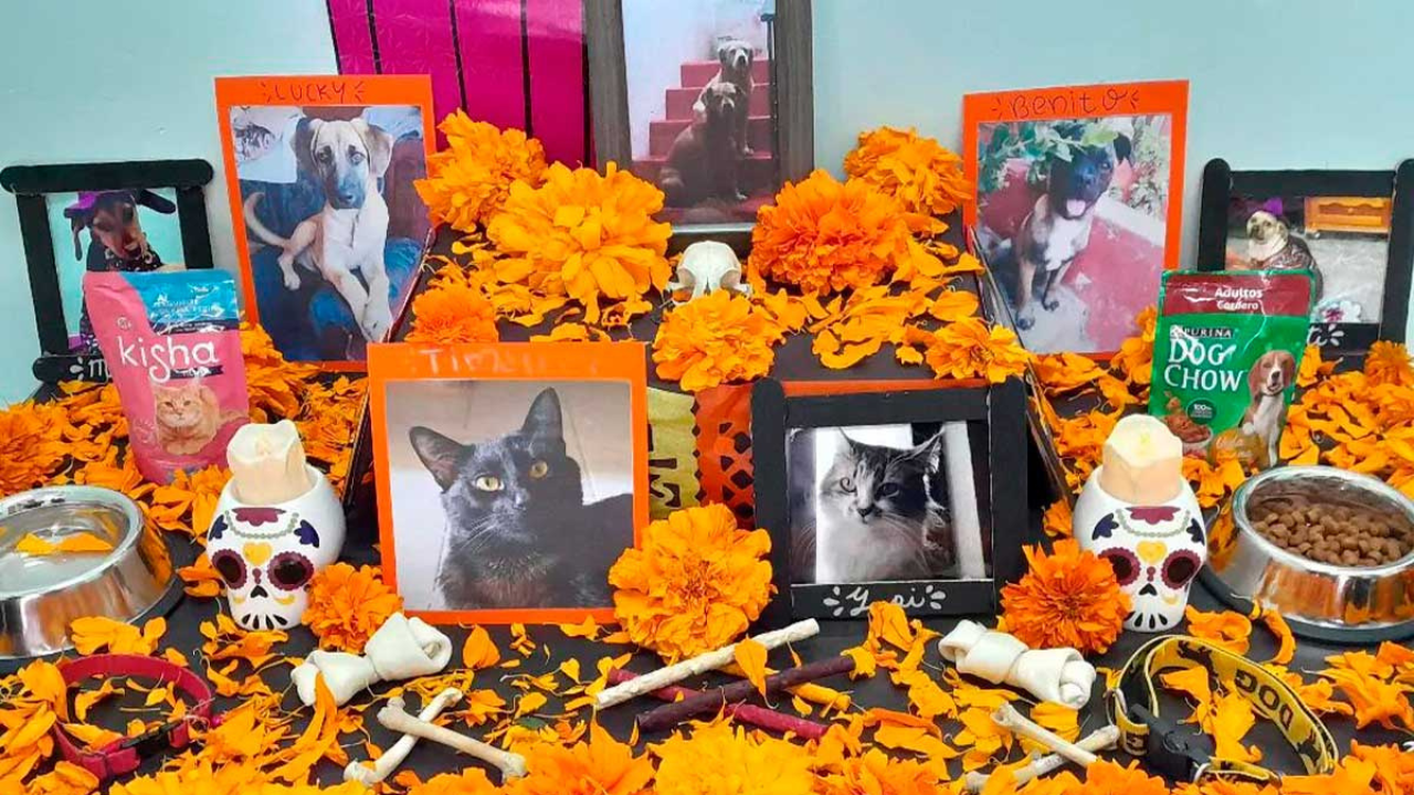 Día de Muertos: ¿Cuándo se pone ofrenda para las mascotas?